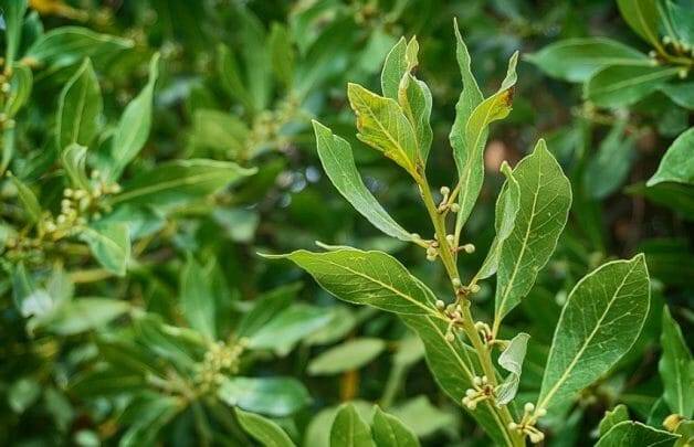 8 hierbas aromáticas: albahaca, perejil, romero, hierbabuena, laurel ...