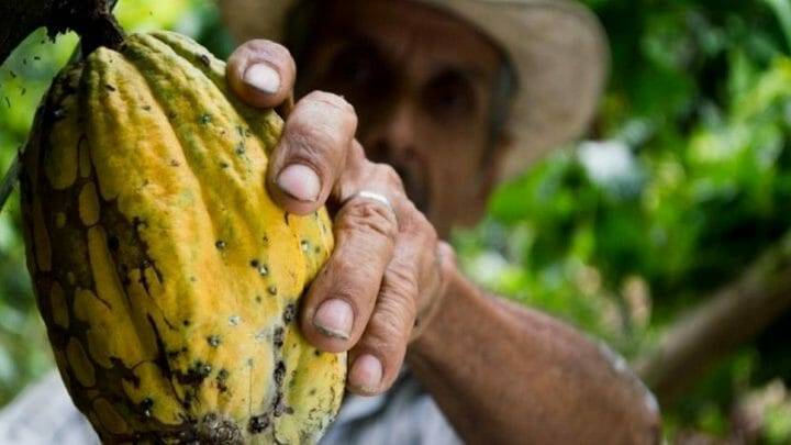 5 razones por las que tomar cacao | Comer 5 razones por las que tomar cacao | Comer