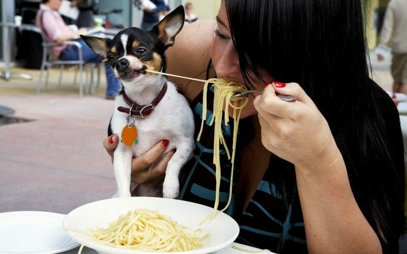 Restaurantes a los que puedes ir con tu perro: buena comida en la mejor ...