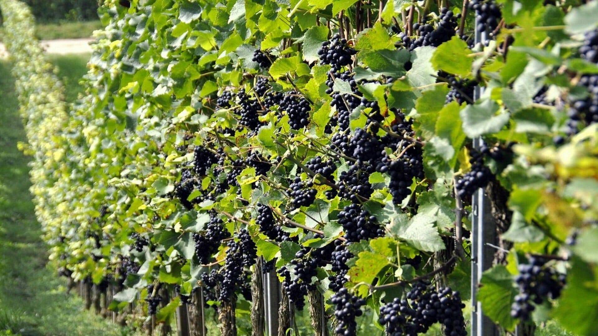 Vendimia, vinos y música: los mejores planes de enoturismo en La Rioja ...