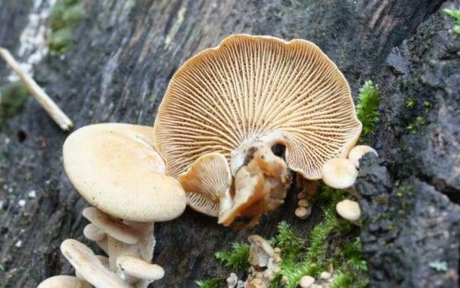 Tiempo de setas | Comer