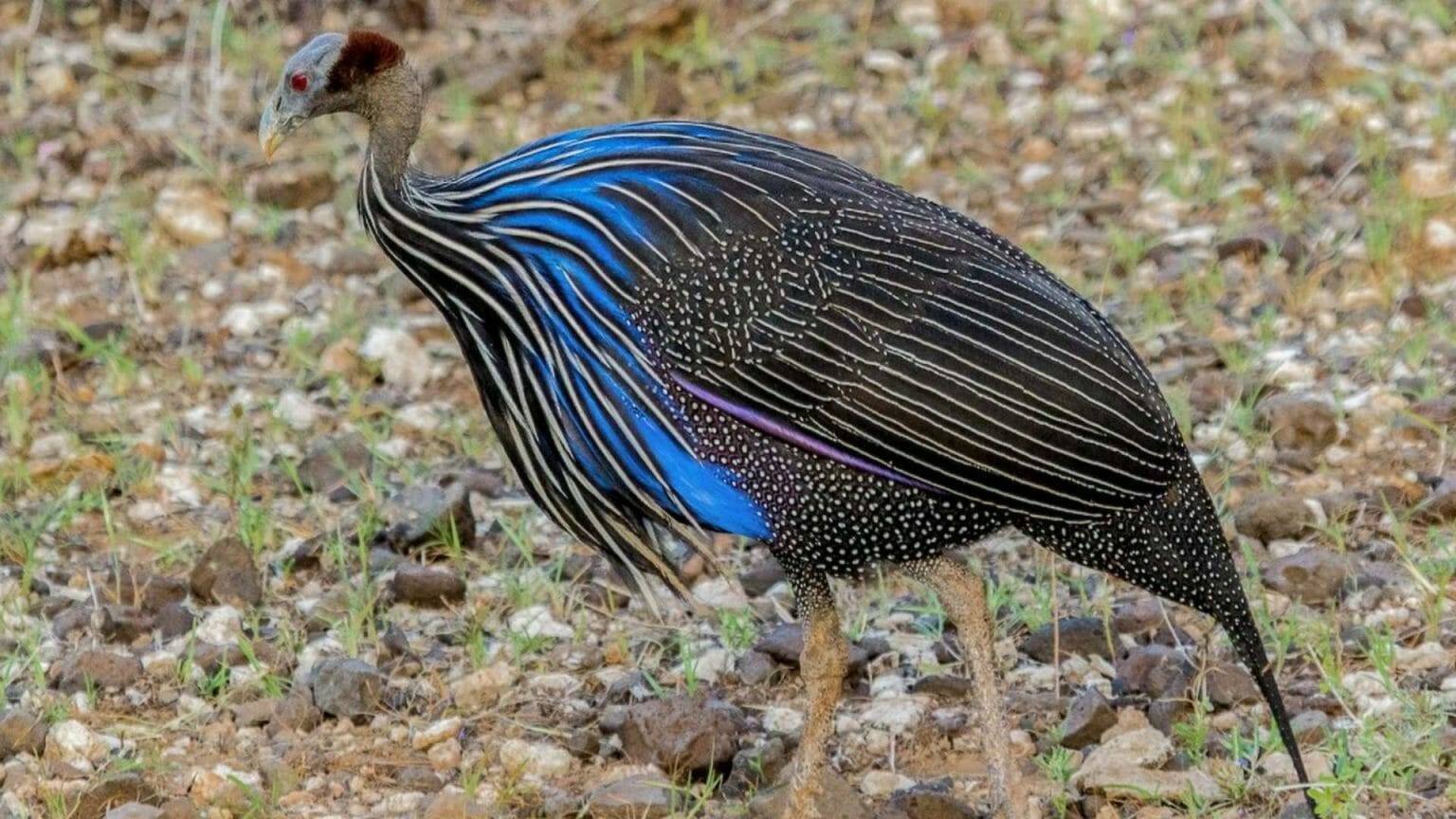 Las mejores aves para cocinar: pularda, capón, codorniz, pato, pintada ...